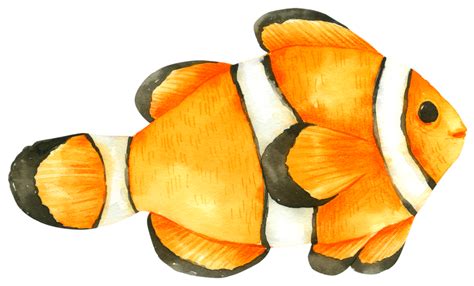 Fish Watercolor Hand Paint 10221181 Png