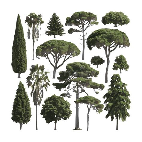 Seasonal Tree Variations Vector Nature S Diversity In Growth And