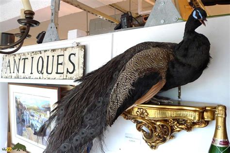 طاووس سیاه؛ پرنده باشکوهی که خوش‌شانس‌ترین افراد دنیا می‌تواند آن را در