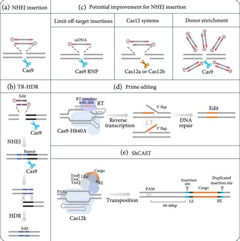 Diverse Systems For Efficient Sequence Insertion And Replacement In