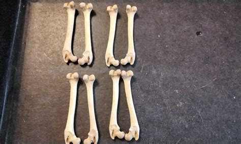 Lizard Hip Leg Bone For 2 Jumbo Etsy