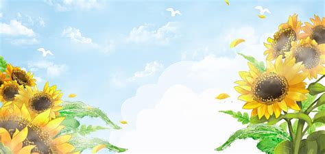 พื้นหลังดอกทานตะวัน 9100 ดอกทานตะวันภาพพื้นหลังสำหรับการดาวน์โหลดฟรี