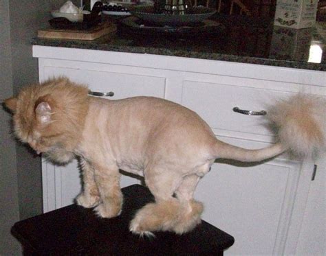 59 Best Cat Grooming Images On Pinterest Cat Grooming