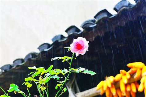 汪曾祺 昆明的雨