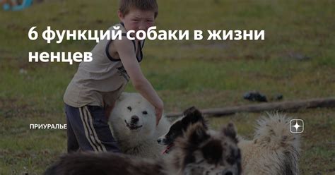 6 функций собаки в жизни ненцев Приуралье Дзен