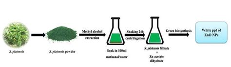 Schematic Illustration Of The Sustainable Green Synthesis Of Zno Nps