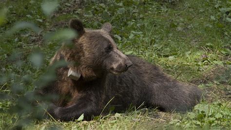 Sex Na Medveda Vesnanatursk