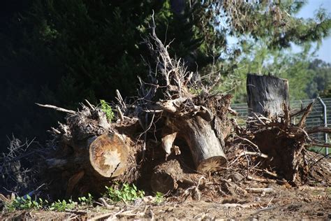 How Do I Choose The Right Tree Cutting Service Provider