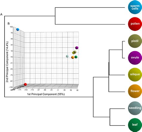 Hierarchical Clustering And Pca Of Tissue Dependent Gene Expression Download Scientific Diagram