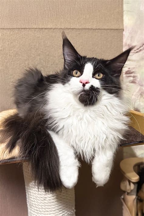 Adopt Gentleman The Fluffy Maine Coon Kitten