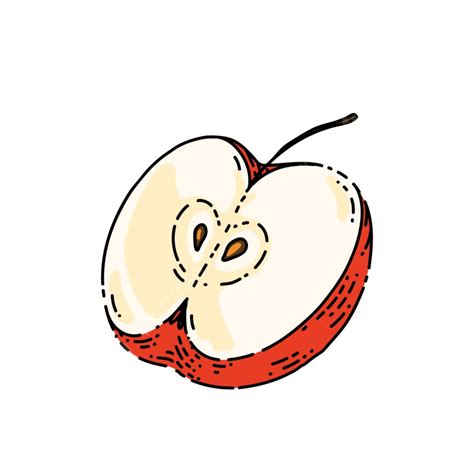 Apple Piece Sketch Hand Drawn Vector Cut Slice Overhead Slices Clipping PNG And Vector With