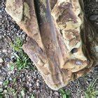 FossilPorn Cool Pictures Of Fossils SFW