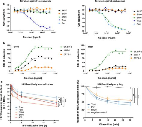 Epitope Binding Fcr Signaling Internalization And Recycling Capacity