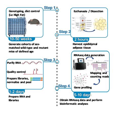 Cell Press Star Protocols