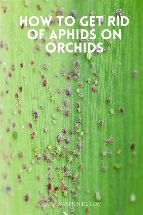 How To Get Rid Of Aphids On Orchids Everyday Orchids