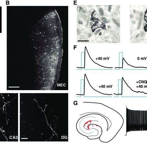 Pdf Long Range Projecting Gabaergic Neurons Modulate Inhibition In Hippocampus And Entorhinal