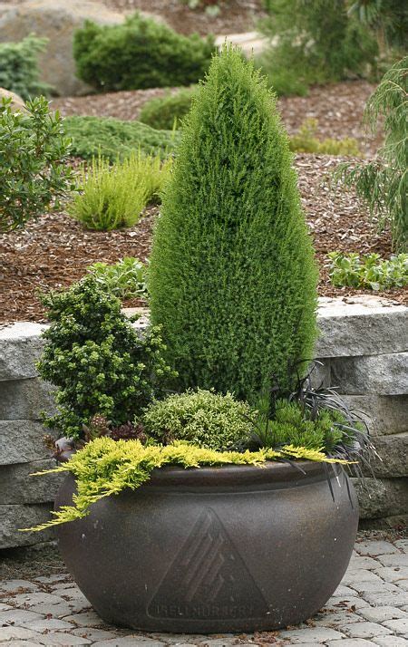267 Best Images About Dwarf Conifers On Pinterest