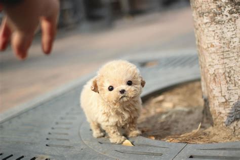 푸들 분양 강아지분양 도그마루 소형견 토이푸들 말티푸 비숑 시츄 비숑분양가 미니비숑 강아지키우기 애견샵 실버푸들 애완용강아지 반려견 가정견분양