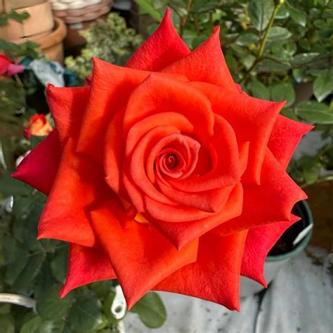 Ditty Rose Rosesplant