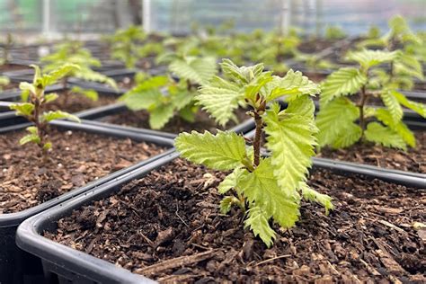 Tree Propagation Practical Workshop Events