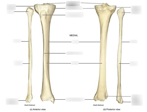 Features Of Tibia And Fibula Diagram Quizlet
