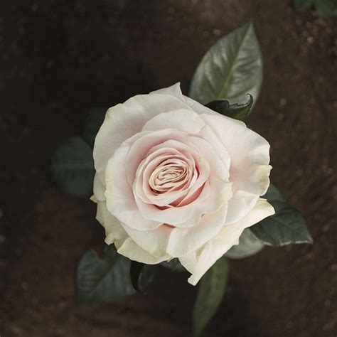 Medium Pink Mondial Ezrose