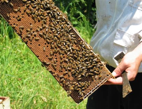 Enhancing Bee Forage Resources Bee Bc