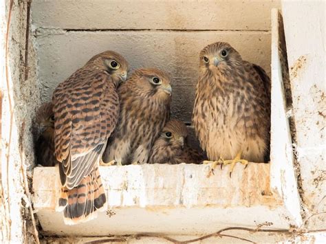 Kestrel Nesting In The Uk Birdfact