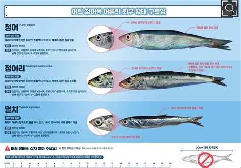제주 정어리 500㎏ 떼죽음 진해만 폐사 때와 다르다”
