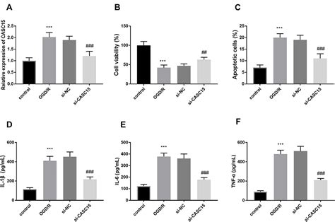 Lncrna Casc15 Promotes Cerebral Ischemiareperfusion Injury Via Mir 33