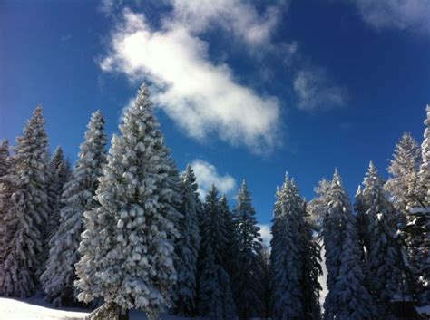 Free Images Tree Nature Wilderness Branch Snow Cold Winter