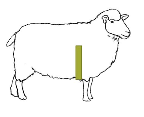 Sheep Respiratory Disease Flashcards Quizlet