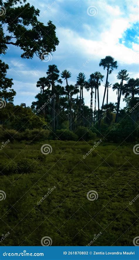 Java Trees Range At Ervin Morris Blog