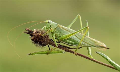 Grasshoppers Characteristics Role And Ecological Importance New