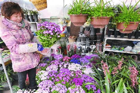 浙江金华春季花卉上市装点居室 中国建筑绿化网