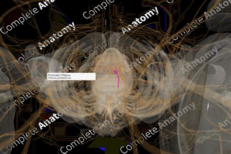 Prostatic Plexus Left Complete Anatomy