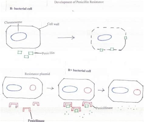 Antimicrobial Drugs Flashcards Quizlet