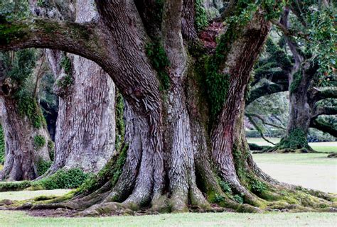 Oak Tree By Innerevolution On Deviantart