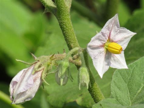 Eggplant Plant Flowers