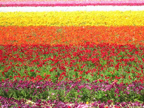 배경 화면 캘리포니아 담홍색 꽃들 빨간 주황색 화이트 녹색 노랑 무지개 자 4 월 전지 칼스 배드 2012 년 해바라기 밭