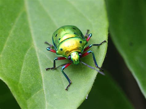 Calliphata Nobilis