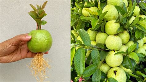Grow Guava Trees From Guava Grow Big Guava At Home YouTube