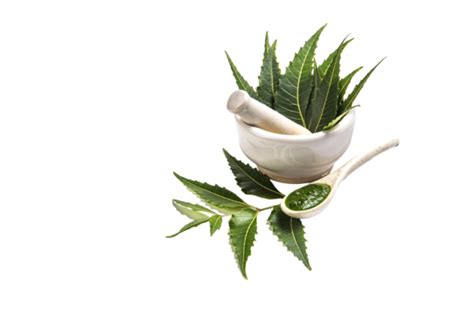 Neem Leaves For Medicinal Use Crushed In A Mortar And Pestle Accompanied By Neem Paste Placed On