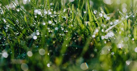 คลังภาพถ่ายฟรีของ กลางแจ้ง การถ่ายภาพพฤกษศาสตร์ การถ่ายภาพมาโคร ของว่าง ความงามของธรรมชาติ