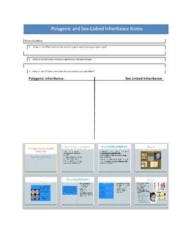 Polygenic And Sex Linked Inheritance Notes By Wynn Clarke TPT