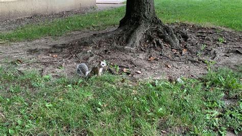 More Pinto Bean Photos R Uiuc