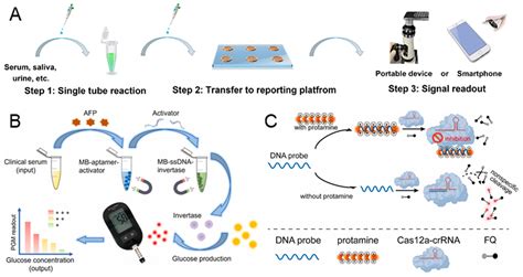 Biosensors Free Full Text Crispr Based Biosensors For Medical Diagnosis Readout From