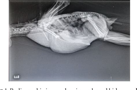 Figure 1 From A Case Report Of Avian Polyomavirus Infection In A Blue