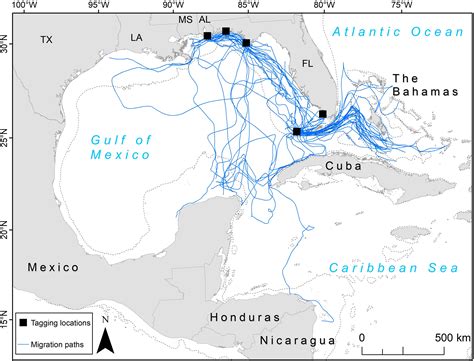 Where Do Loggerhead Sea Turtles Migrate
