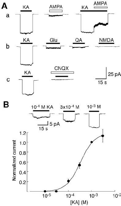Cyclothiazide Strongly Po Tentiated Ka Glu And Am Pa Induced Download Scientific Diagram